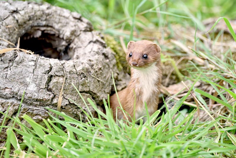 180 Weasel Hole Stock Photos - Free & Royalty-Free Stock Photos from ...