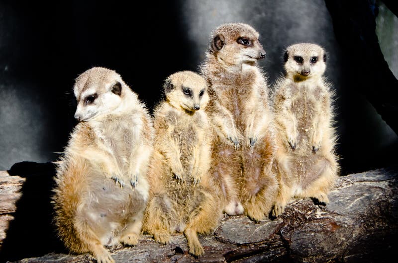 Weasel Family stock image. Image of noses, animals, trees - 45066997