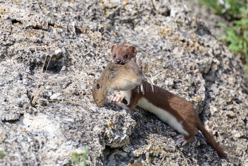 Weasel stock image. Image of nivalis, nature, field, summer - 61086357