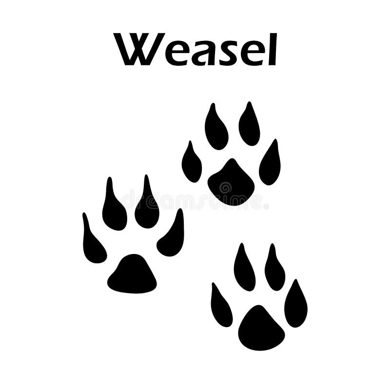 Weasel Footprint stock vector. Illustration of black - 147530744