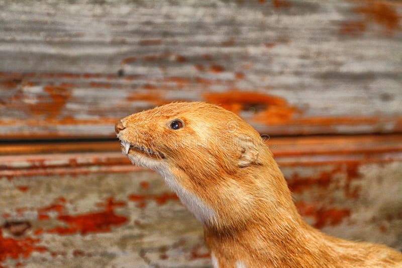 1,200 Weasel Head Stock Photos - Free & Royalty-Free Stock Photos from ...