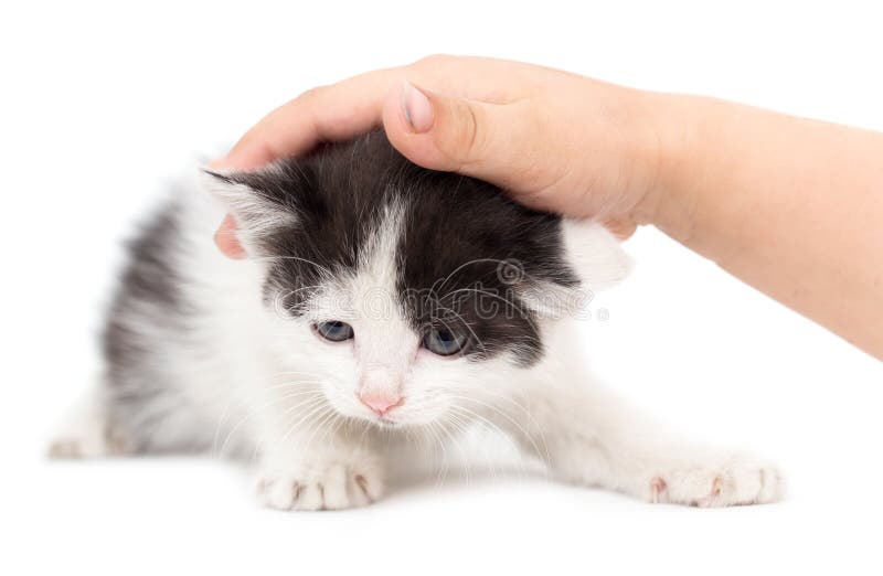The kitten on hand closeup stock image. Image of animals - 88459799
