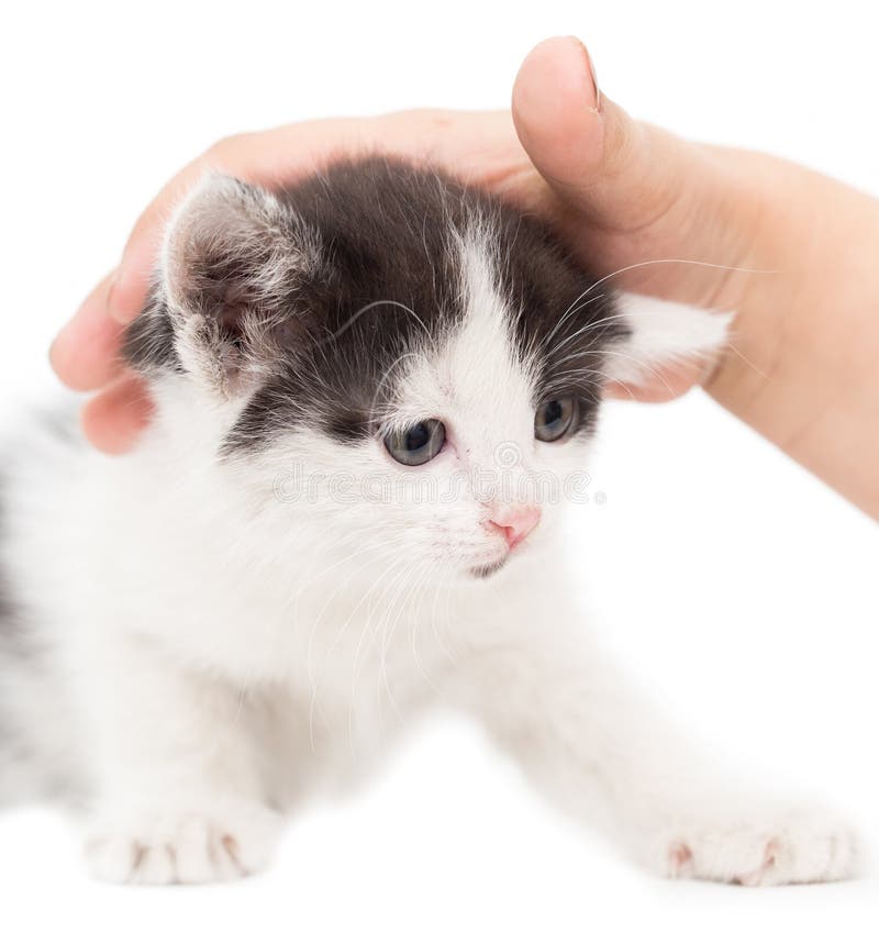 The kitten on hand closeup stock image. Image of animals - 88459799