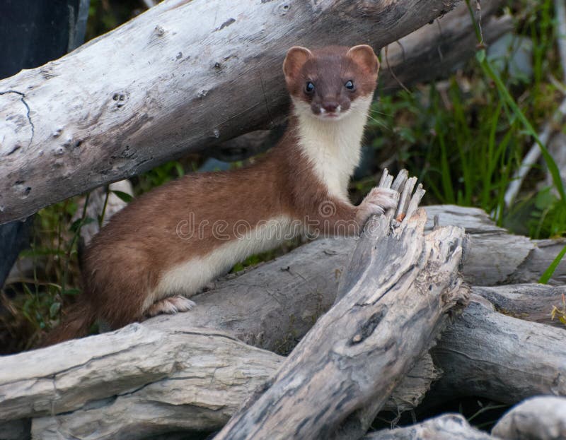 Weasel stock photo. Image of predator, weasel, outdoors - 45251086