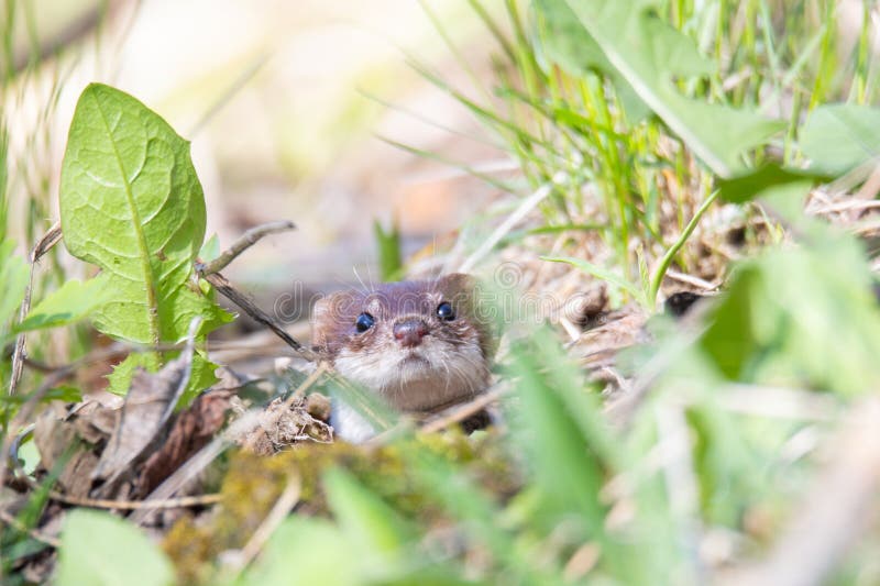 Weasel Looks Out of Its Hole Stock Photo - Image of mustelidae, mustela ...