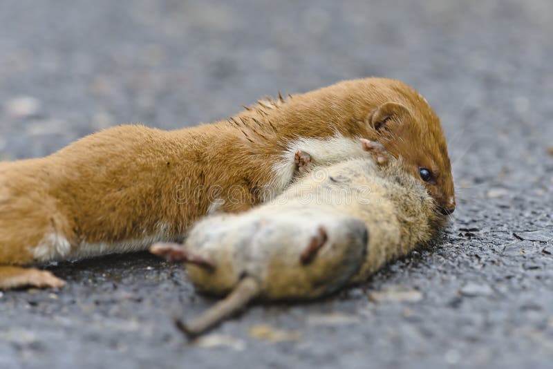 Weasel Mustela Nivalis during Hunting for Rodents Stock Image - Image ...