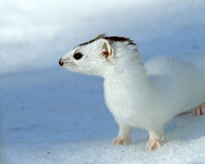 Weasel in the snow stock photo. Image of white, snow - 11970874