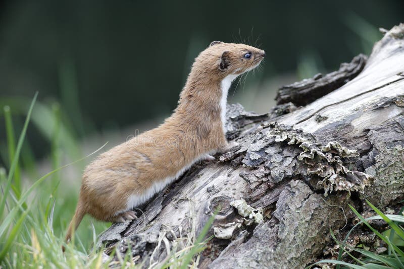 Brown and White Weasel stock image. Image of british - 16218497