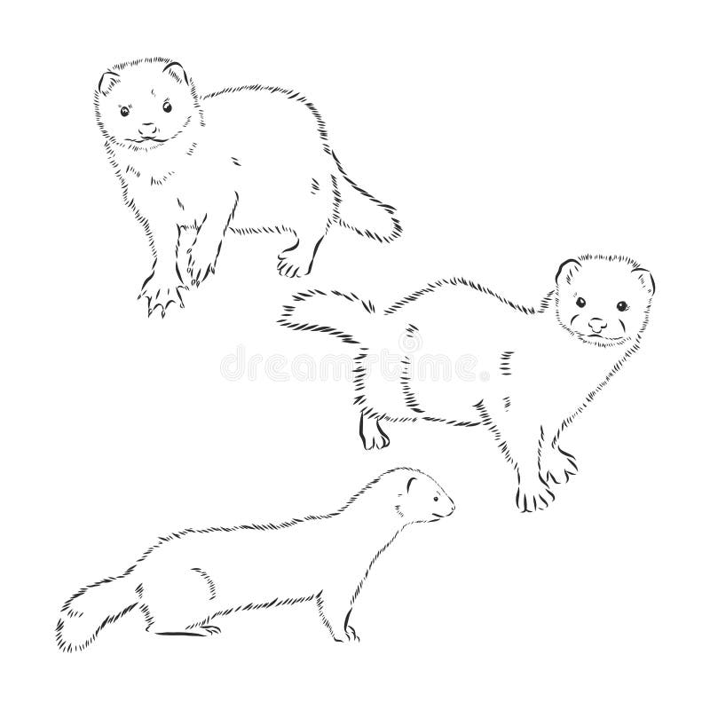 Weasel Outline Illustration. Mink Animal Vector Sketch Illustration ...