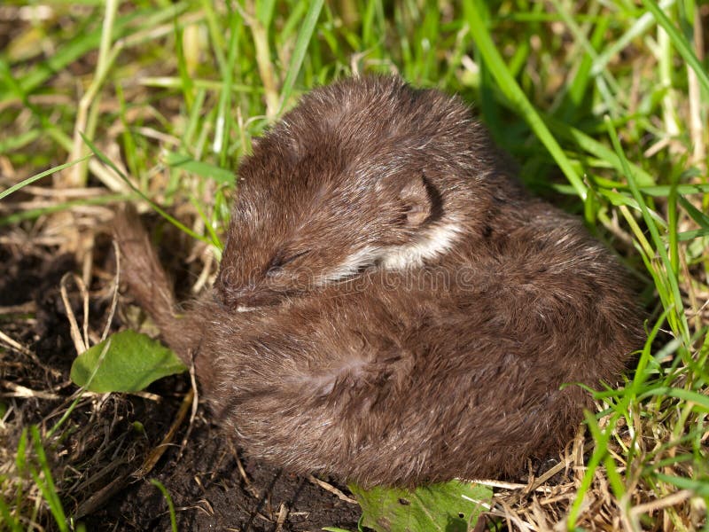 Weasel sleeping stock photo. Image of nature, mammal - 22205726