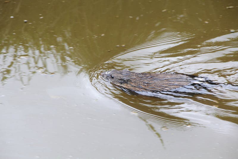 Weasel Swimming in Water stock photo. Image of water - 70355308
