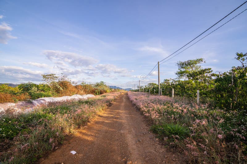 Weasel Tail Grass Morning Sun Stock Photos - Free & Royalty-Free Stock ...
