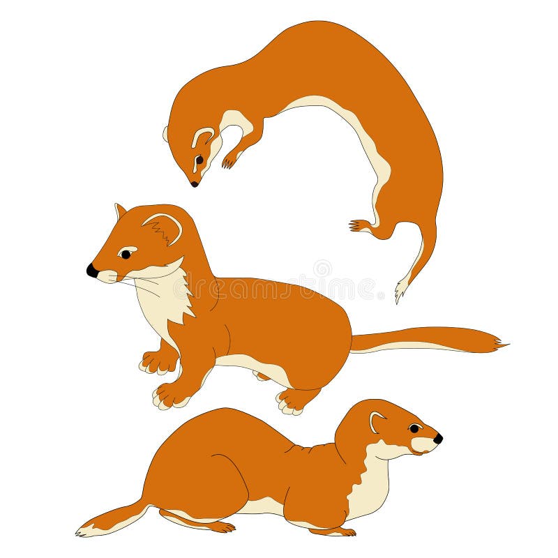 Weasel vector illustration stock vector. Illustration of character ...