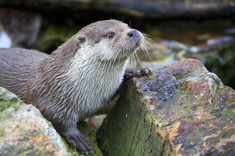 Weasel, a portrait stock photo. Image of water, weasel - 133844418