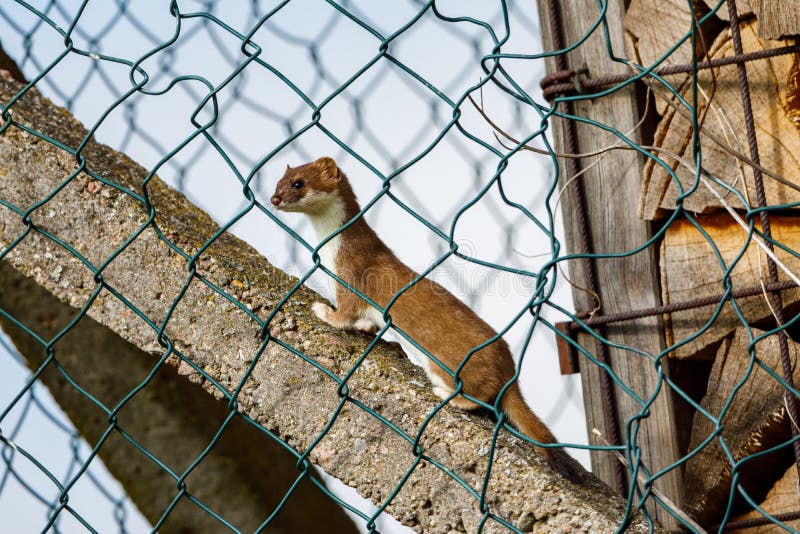 Weasel in the wildlife stock image. Image of weasel - 231643351