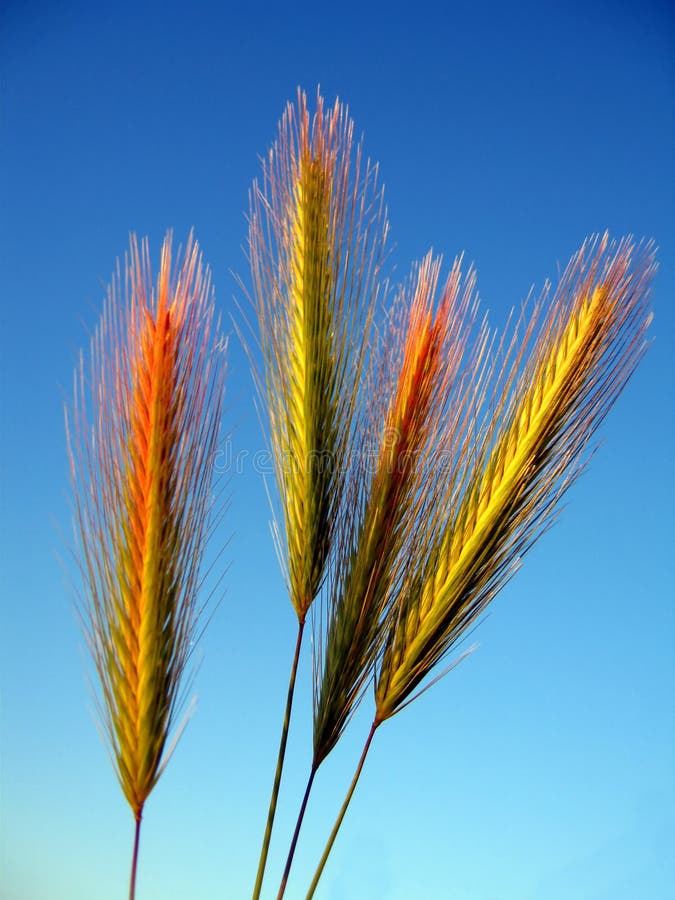 Weat stock photo. Image of golden, farm, farming, branch - 129900