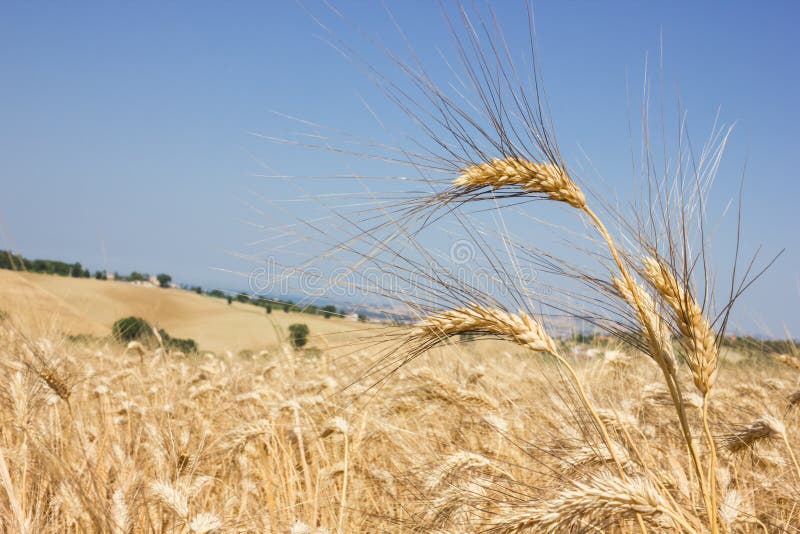 Weat stock image. Image of agriculture, growth, food - 26759361
