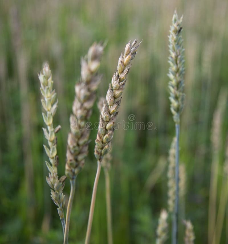 The weat stock photo. Image of blue, plant, golden, agricultural - 1090974