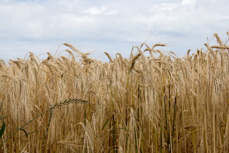 Weath field stock image. Image of ripe, calais, korn - 95771843
