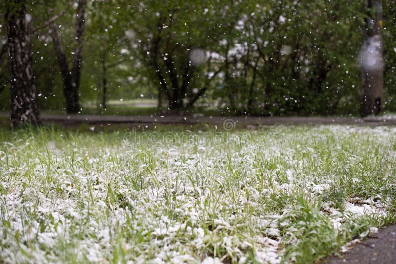 Weather Anomalies. Snow in May Stock Image - Image of city, spring ...