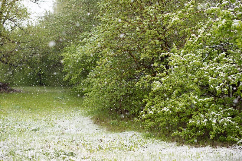 Weather Anomalies. Snow in May Stock Image - Image of landscape, trees ...