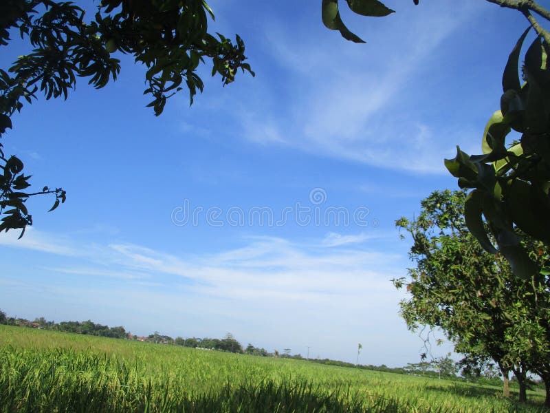 The Weather is Clear, the Sky is Blue with White Clouds that are Soft ...