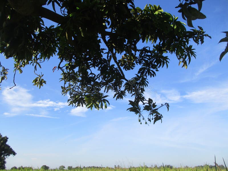 The Weather is Clear, the Sky is Blue with White Clouds that are Soft ...