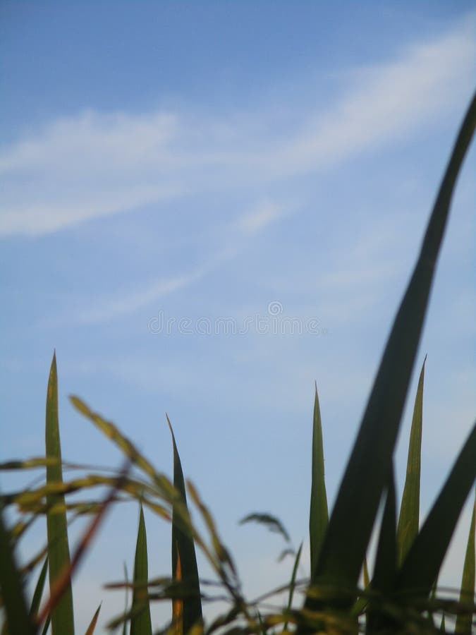 The Weather is Clear, the Sky is Blue with White Clouds that are Soft ...