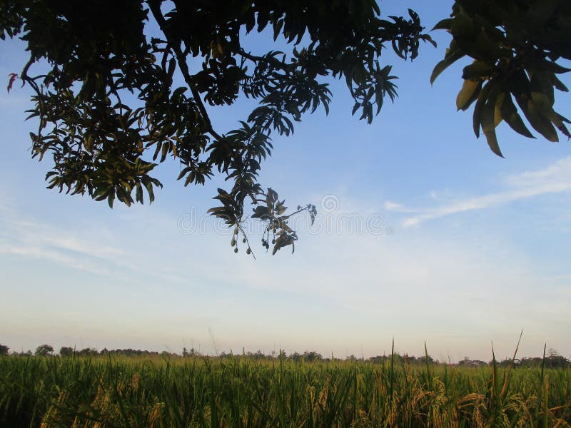 The Weather is Clear, the Sky is Blue with White Clouds that are Soft ...