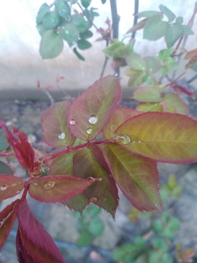 Weather Spring Fresh Green Leaf Rain Drops Stock Photo - Image of ...