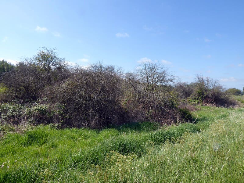Weather Worn but Attractive Trees Stock Image - Image of discovery ...