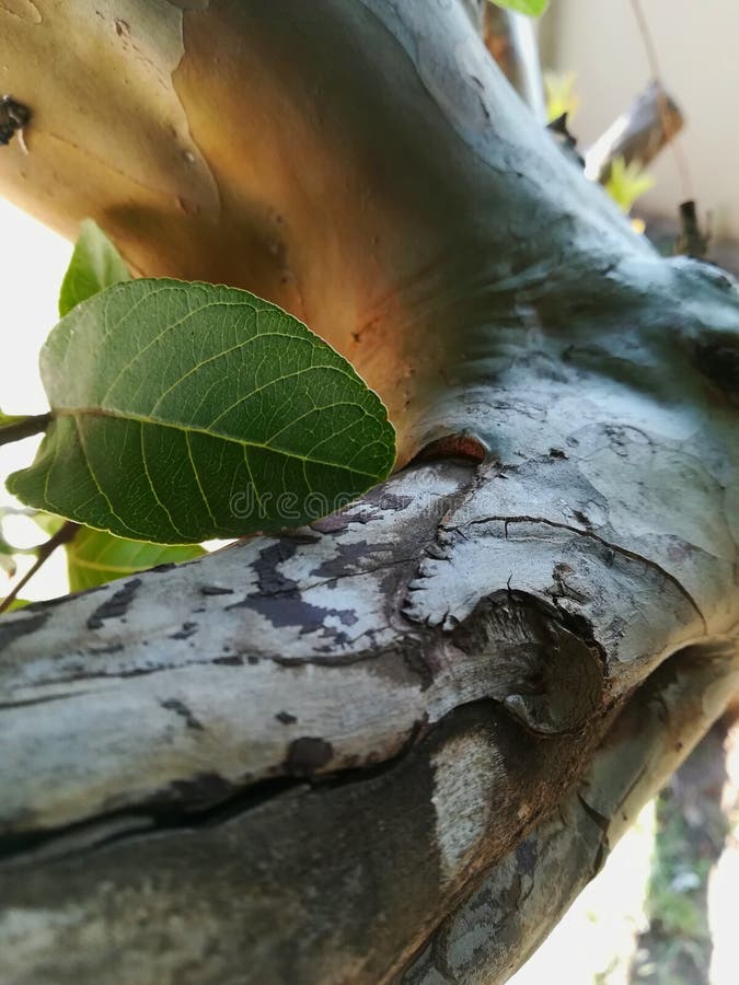 118 Guava Tree Bark Stock Photos - Free & Royalty-Free Stock Photos ...