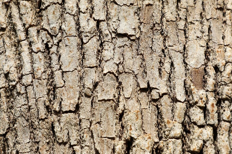 Fascinating, Attractive and Magical Tree Bark Background. Tree Bark ...