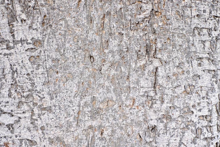 Tree Bark Scared Surface with Natural Texture. Stock Photo - Image of ...