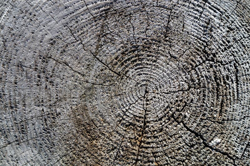 Weathered Annual Growth Rings on Grey Old Tree Stump Background ...
