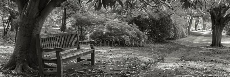 A Weathered Bench in a Secluded Park Inviting a Moment of Solitude ...