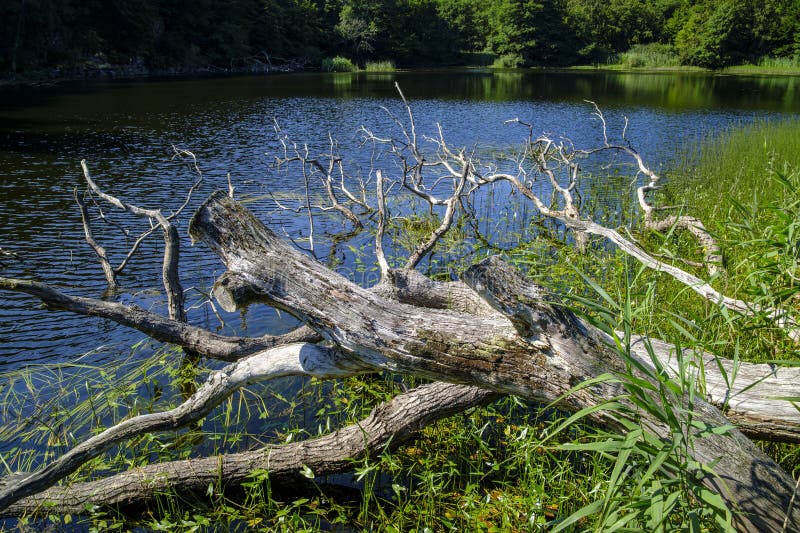 Weathered and Bleched Tree Corpse Stock Photo - Image of lake, cycle ...