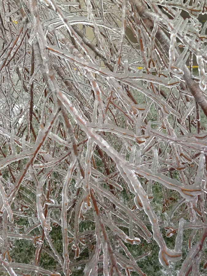 Weathered Branches of a Tree Covered in Ice Stock Photo - Image of ...