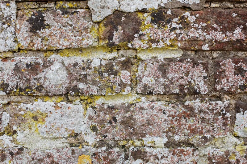 Weathered Brick Wall Covered in Lichen Stock Image - Image of lichen ...