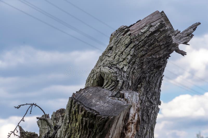 2,353 Weathered Broken Tree Trunk Stock Photos - Free & Royalty-Free ...