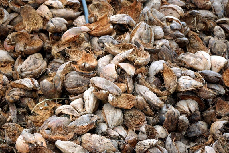 Weathered Coconut Shell with Rough Surface Stock Photo - Image of ...