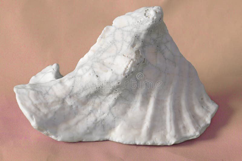 Weathered Conch Shell on Sandy Pink Background Stock Image - Image of ...