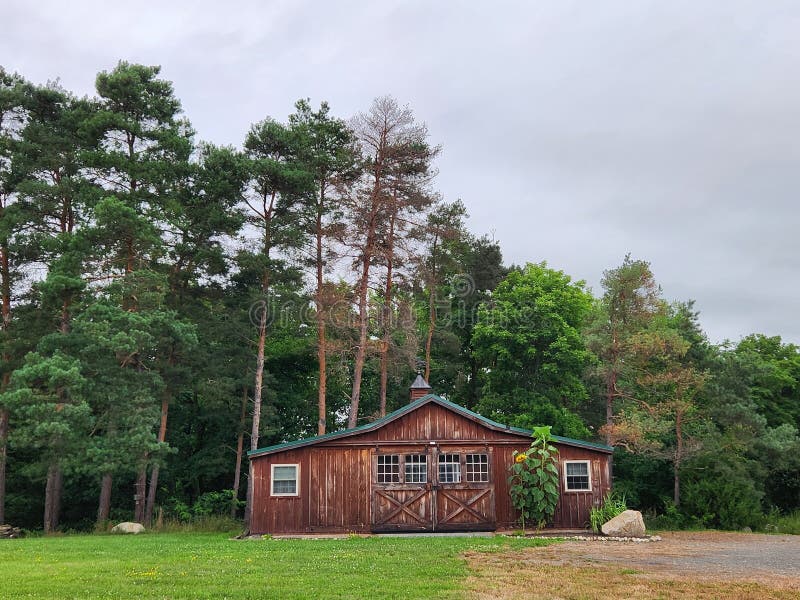 Weathered Country Barn with Pine Backdrop Stock Image - Image of ...