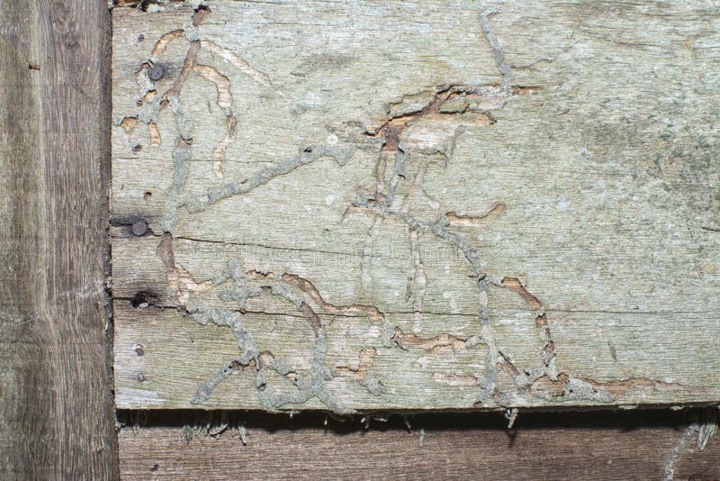 Weathered and Decayed Wall Plank Wood Texture Stock Image - Image of ...