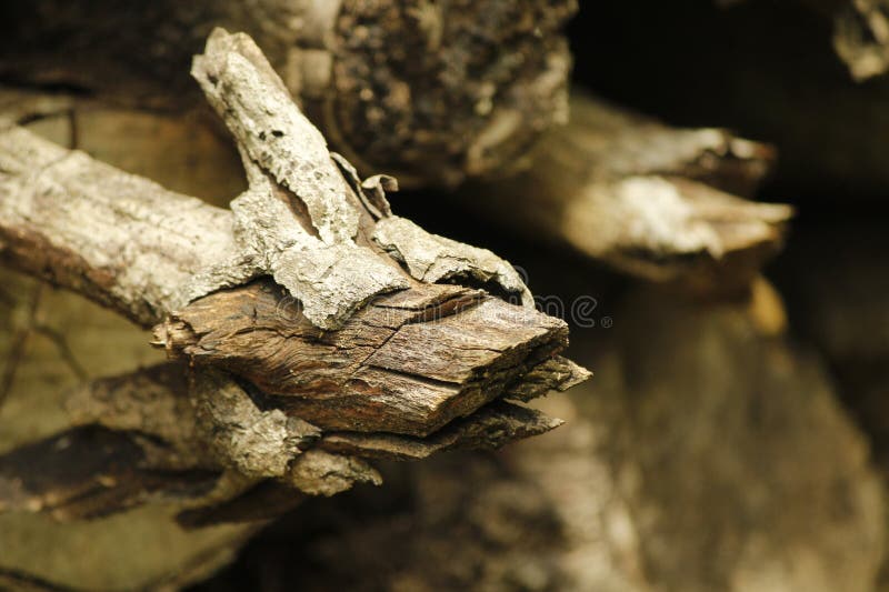 A weathered end of a log stock image. Image of branch - 305795597