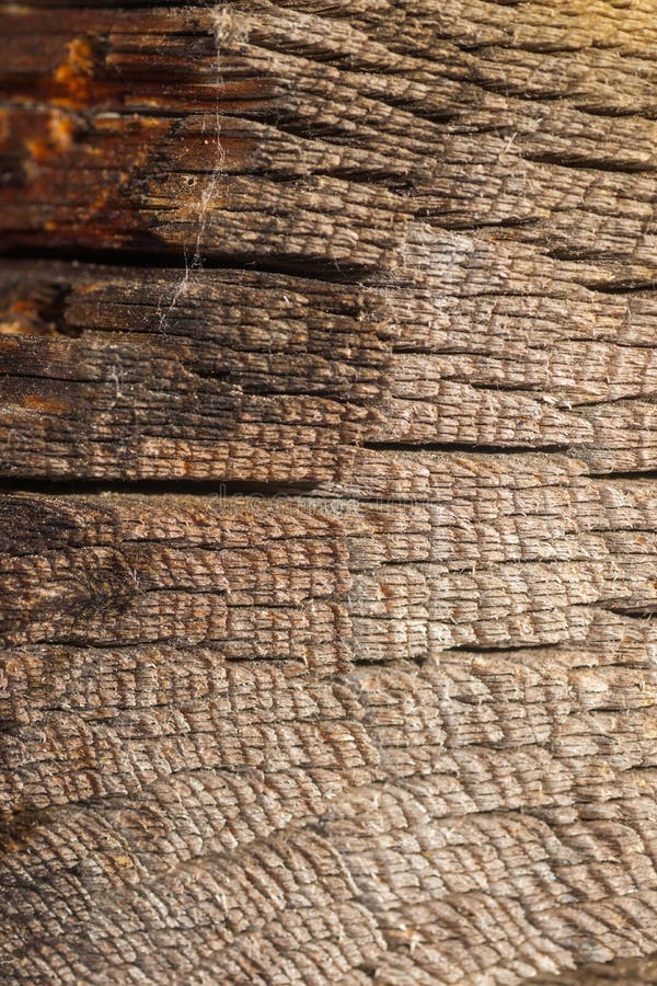 Weathered Pine Log End - Structural Beauty Stock Image - Image of ...