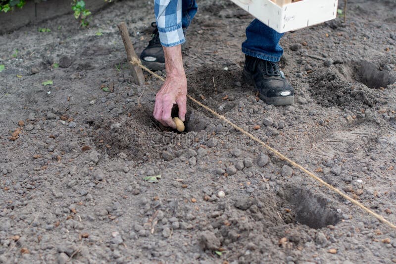 Weathered Farmer Carefully Planting Seed Potatoes in Uniform Rows ...