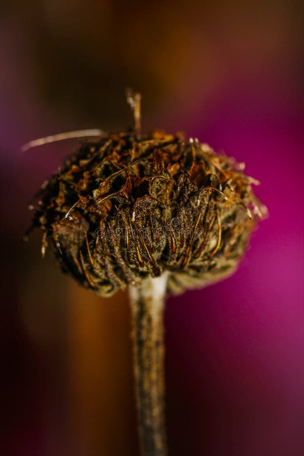 Weathered flower in winter stock image. Image of plant - 29182271