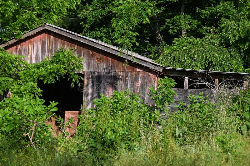 Weathered and Forgotten Barn Overgrown with Lush Green Foliage Stock ...