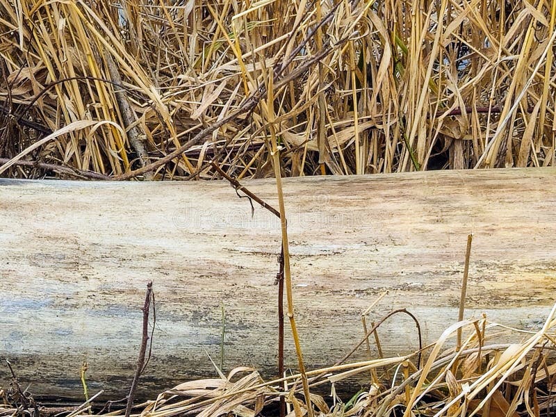 Weathered Horizontal Log in Wetland Weeds Stock Image - Image of gold ...